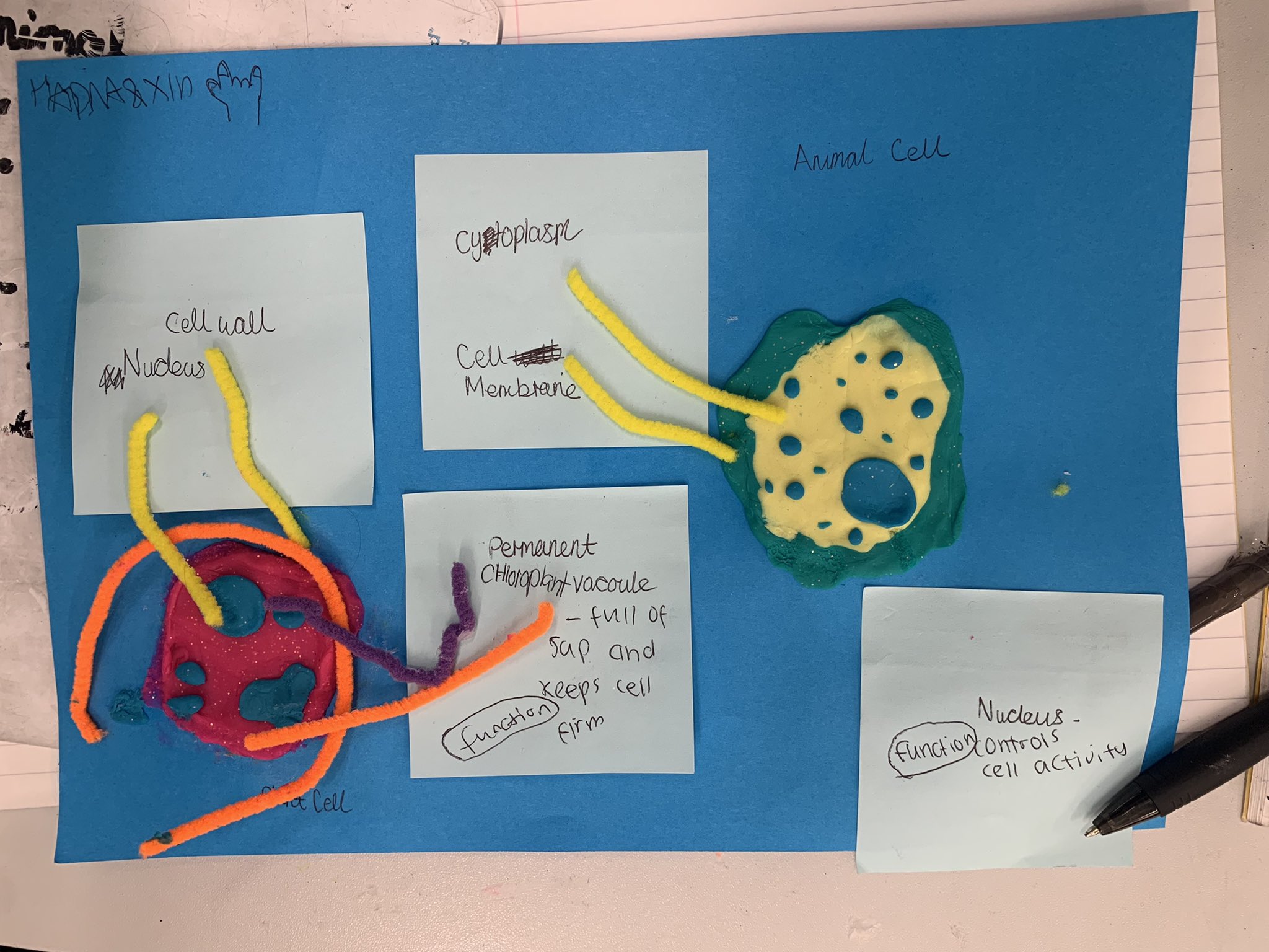 Animal Cells For Kids Project