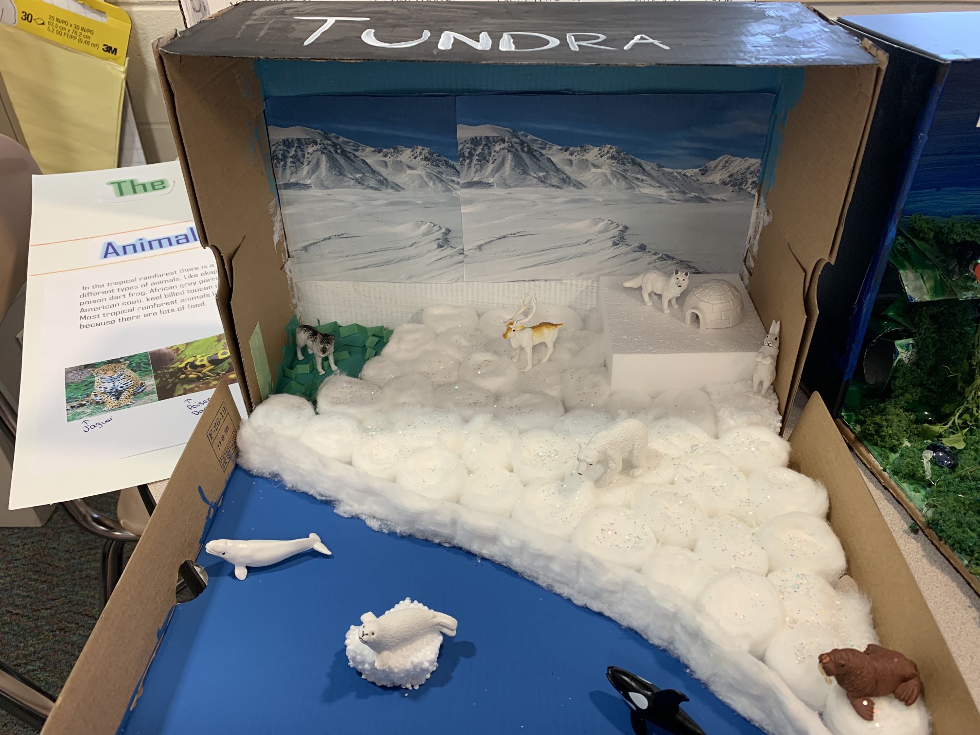 Tropical Rainforest Biome Project