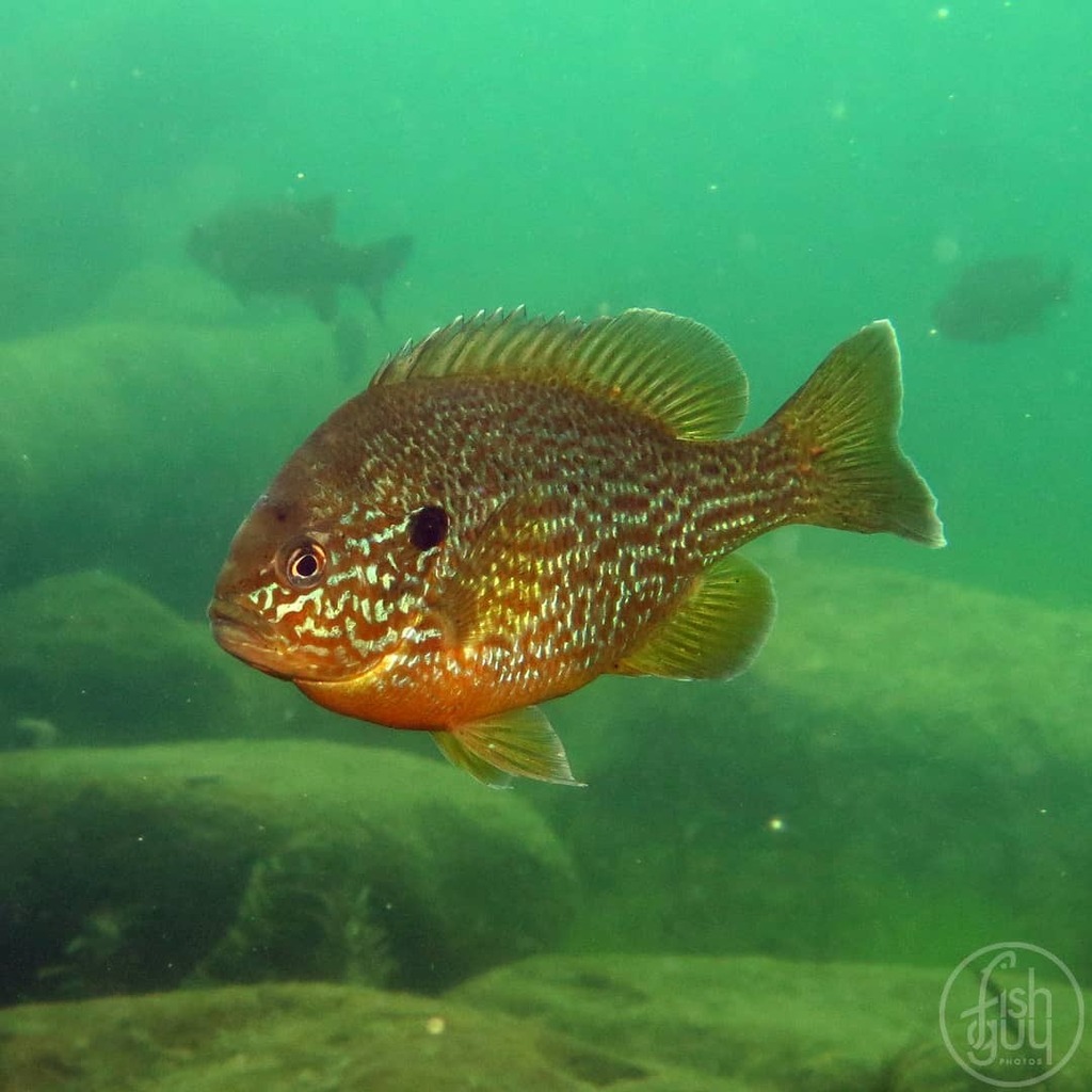 Pumpkinseed Sunfish Aquarium