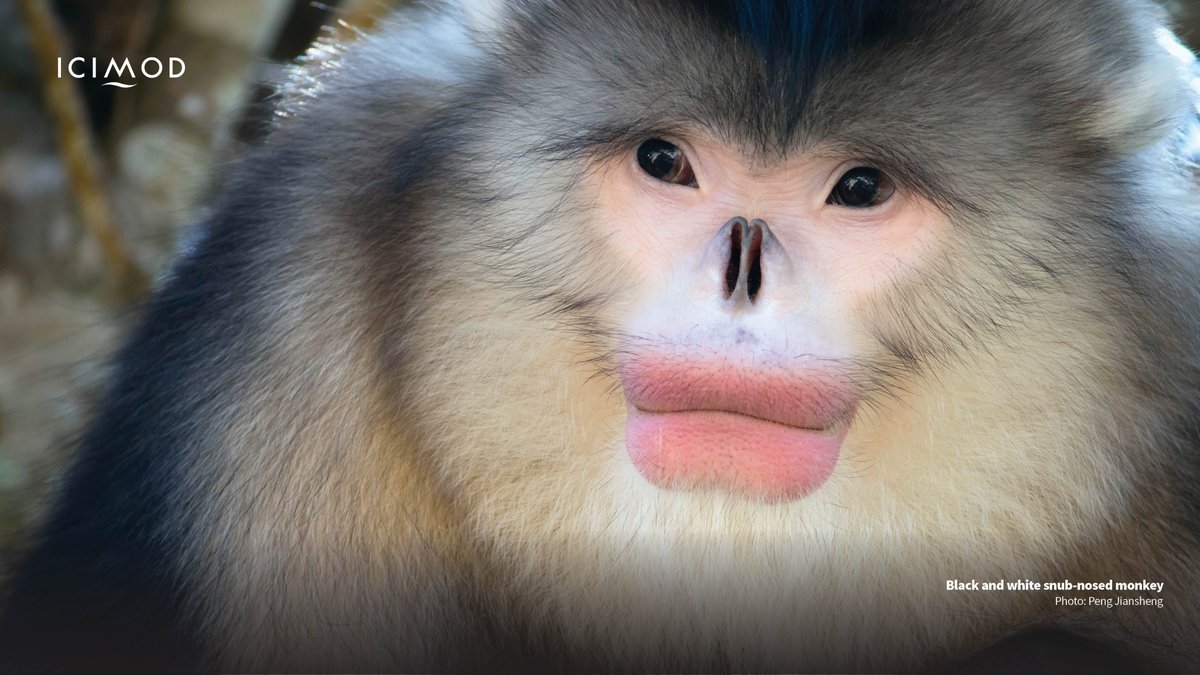 Black Snub Nosed Monkey