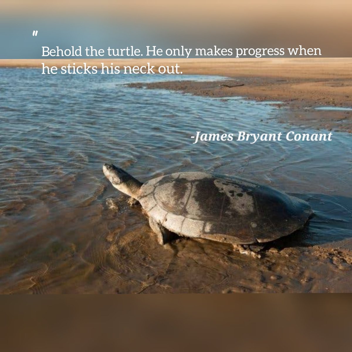 Behold The Turtle Quote