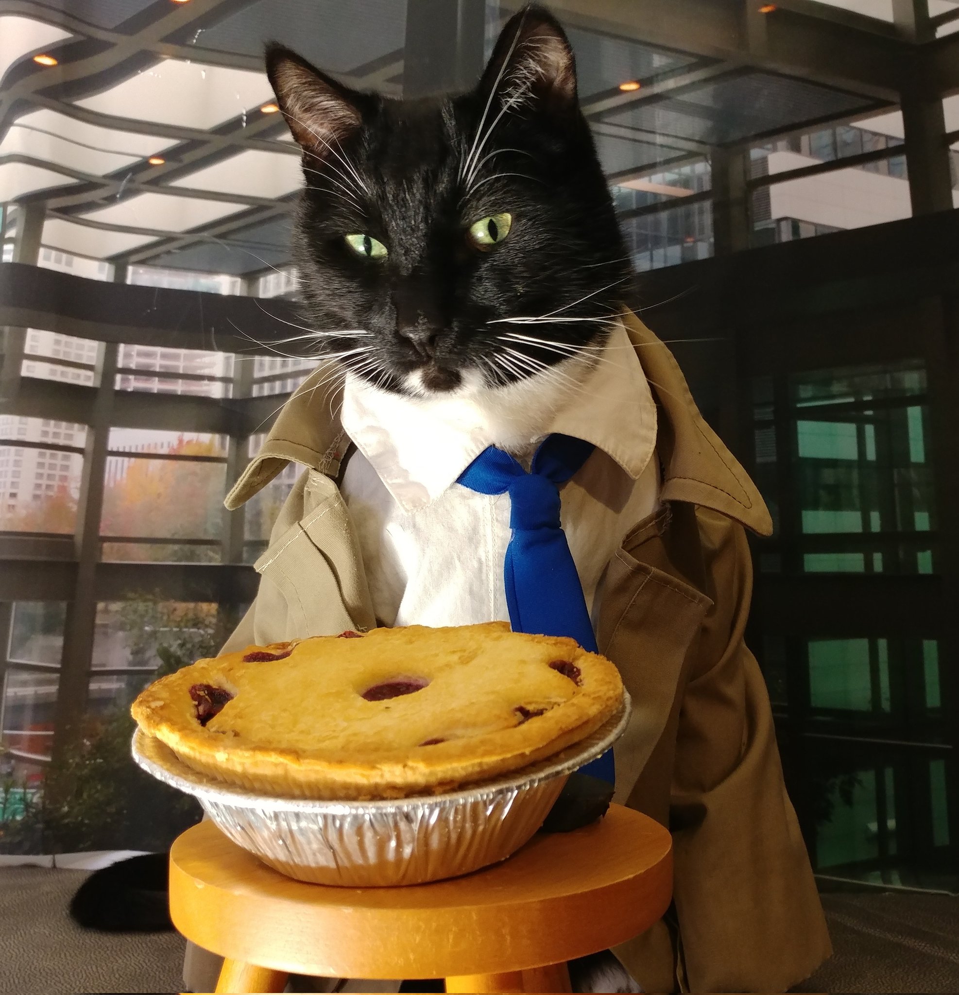 Cat Pie Memes Panko A. Cat's Mom On X: "Panko The Type Cat To Float
