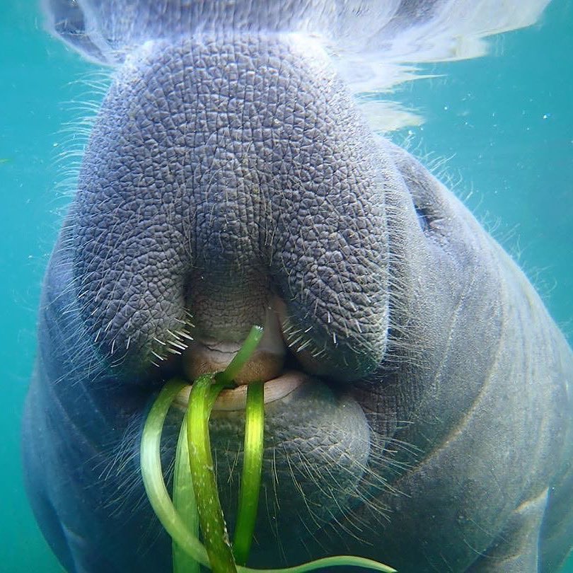 Manatee Mouth
