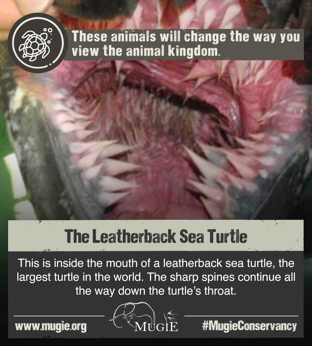 Leatherback Sea Turtle Mouth