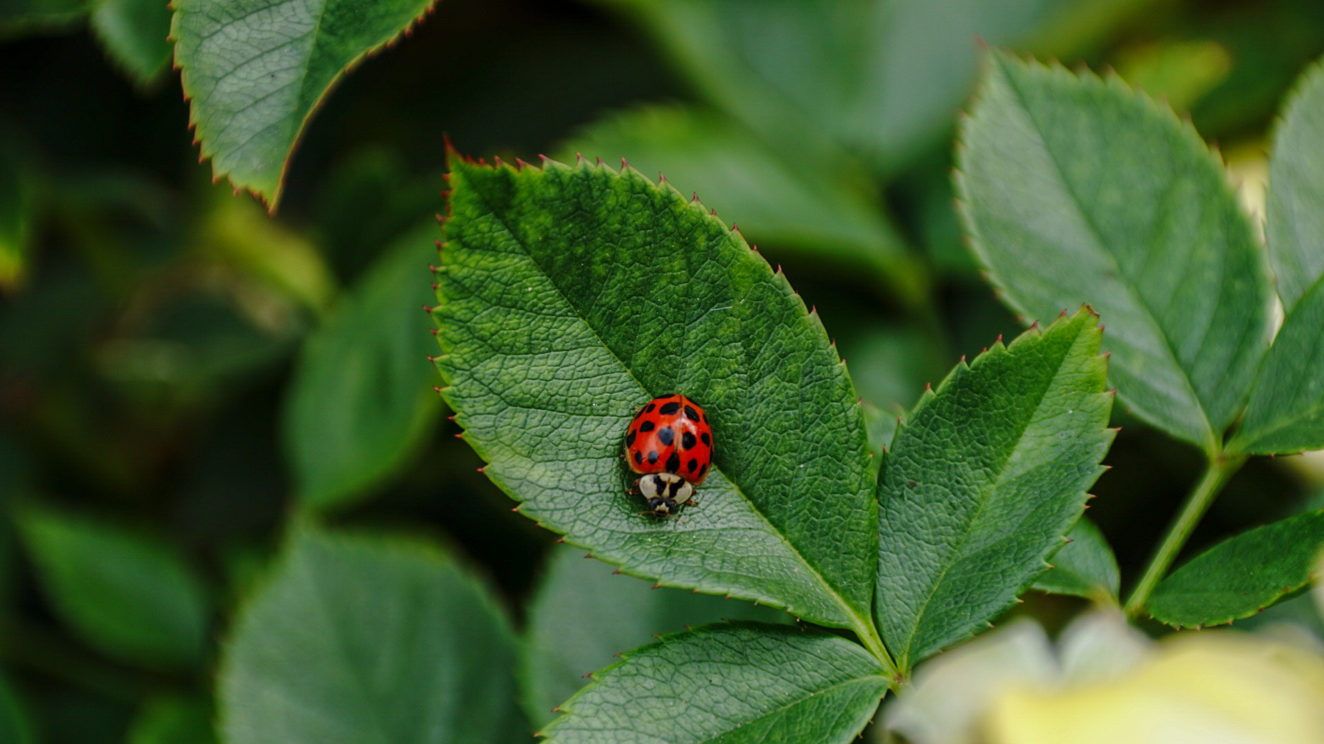Ladybug On A Leaf