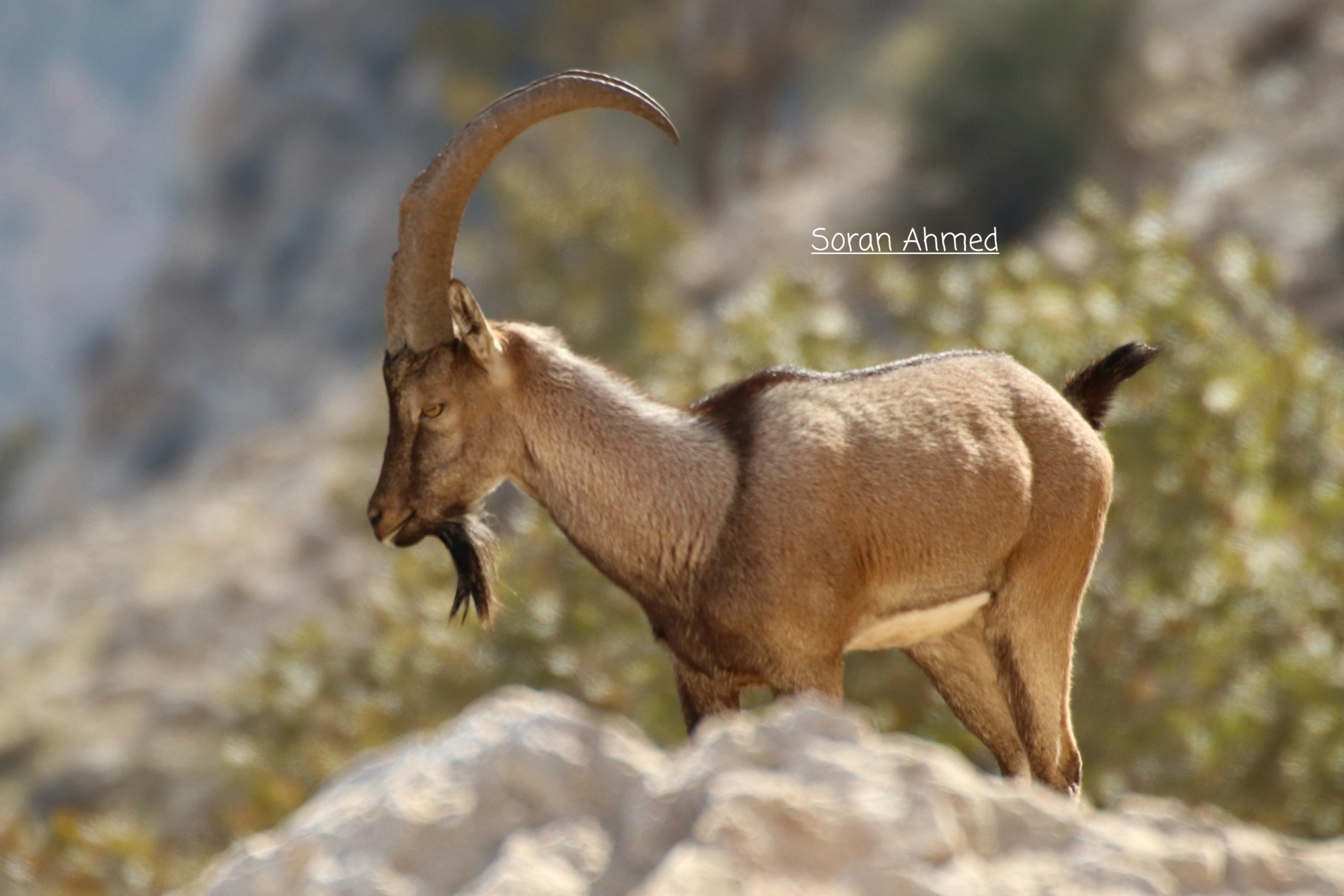 Bezoar Goat