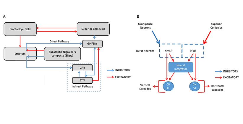 1/ Opsoclonus myoclonus syndrome (OMS) – also known as “dancing eyes ...