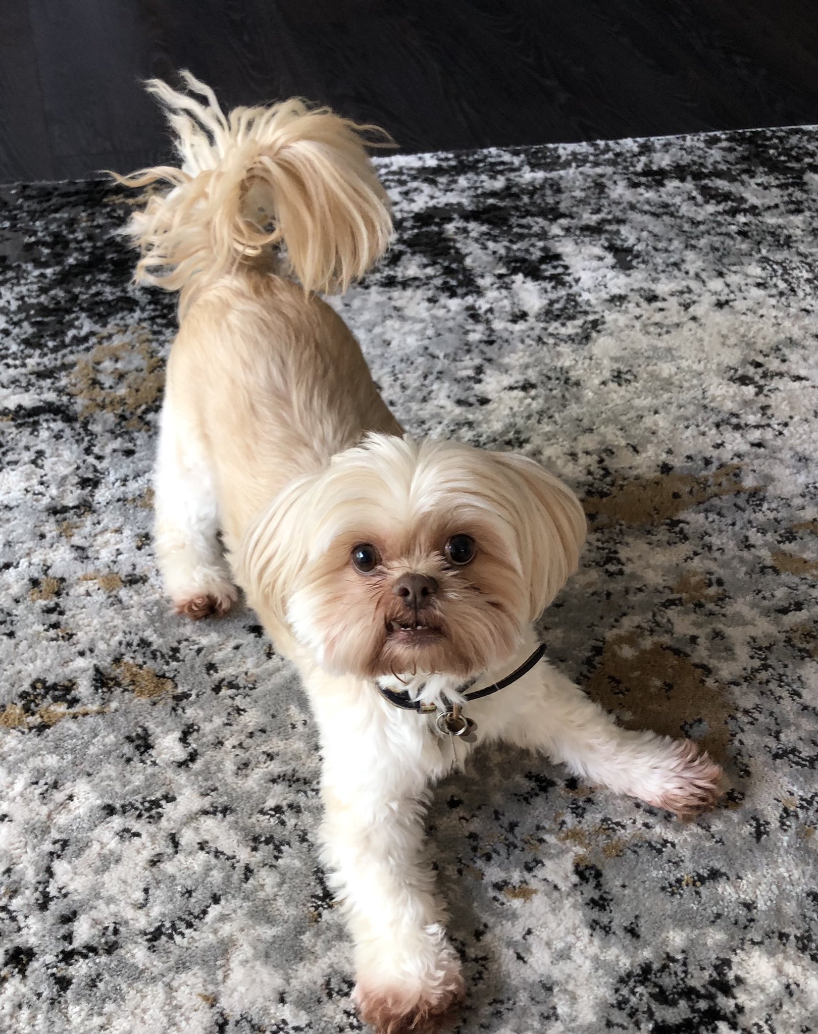 Japanese Chin Maltese Mix