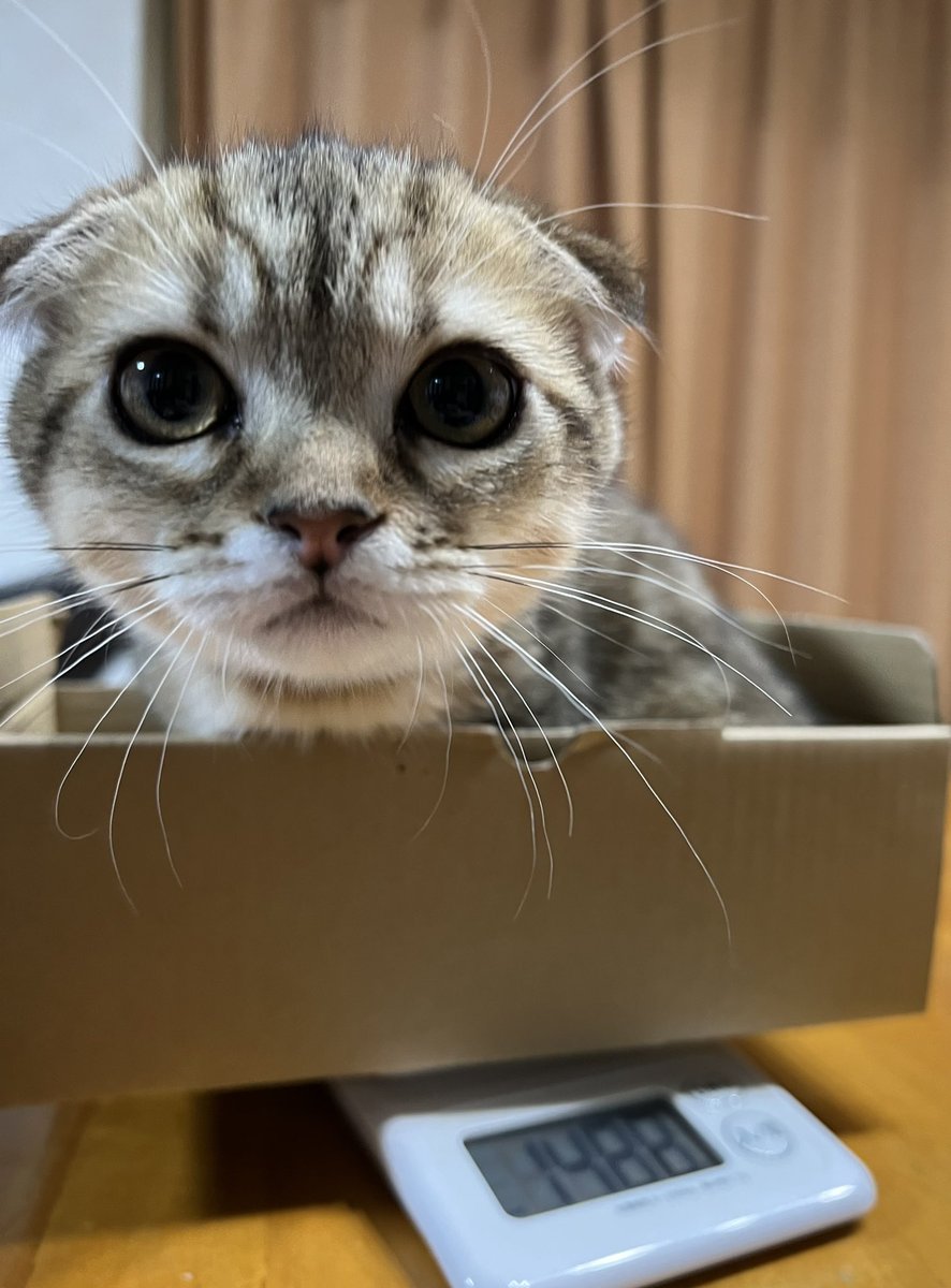 ビールねこ (@BEER_neko2) | Twitter