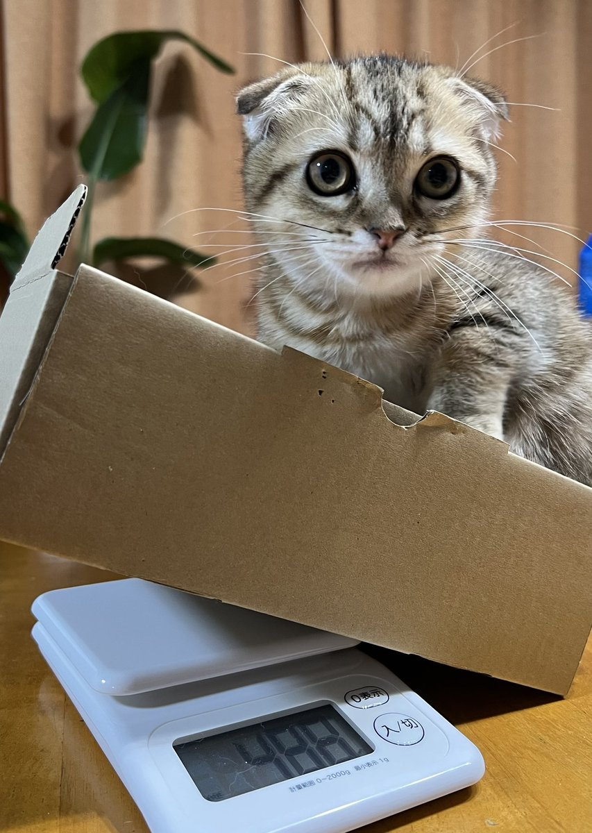 ビールねこ (@BEER_neko2) | Twitter