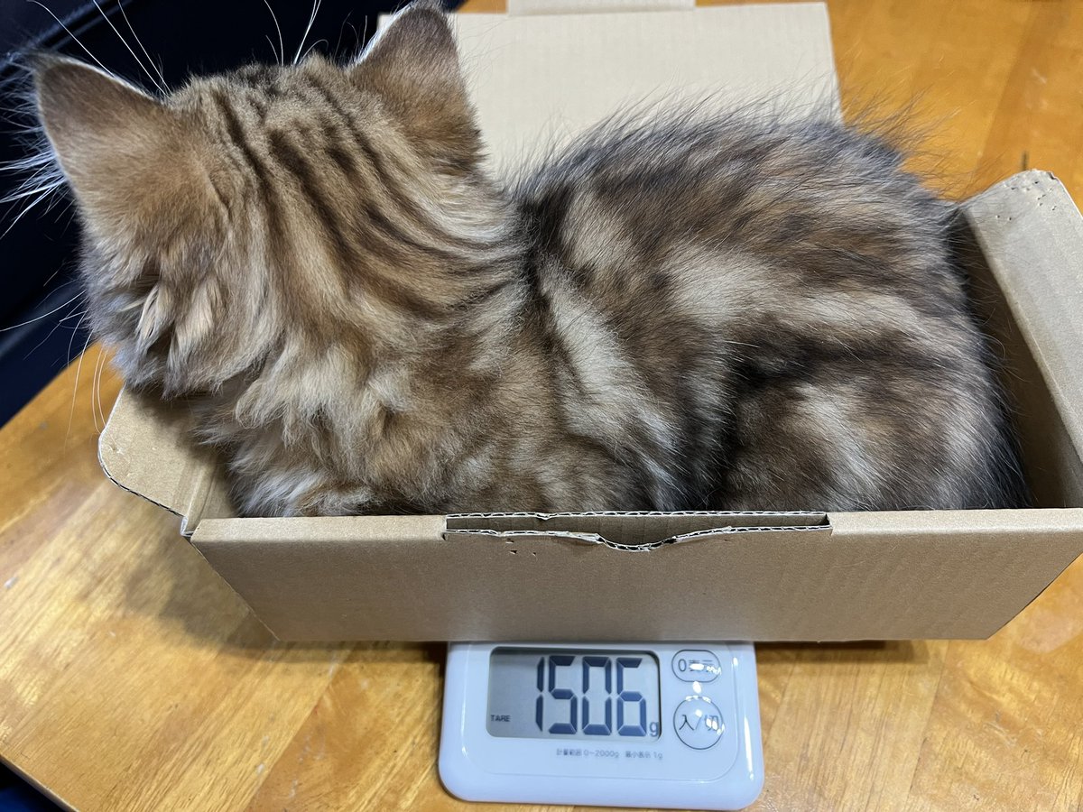 ビールねこ (@BEER_neko2) | Twitter