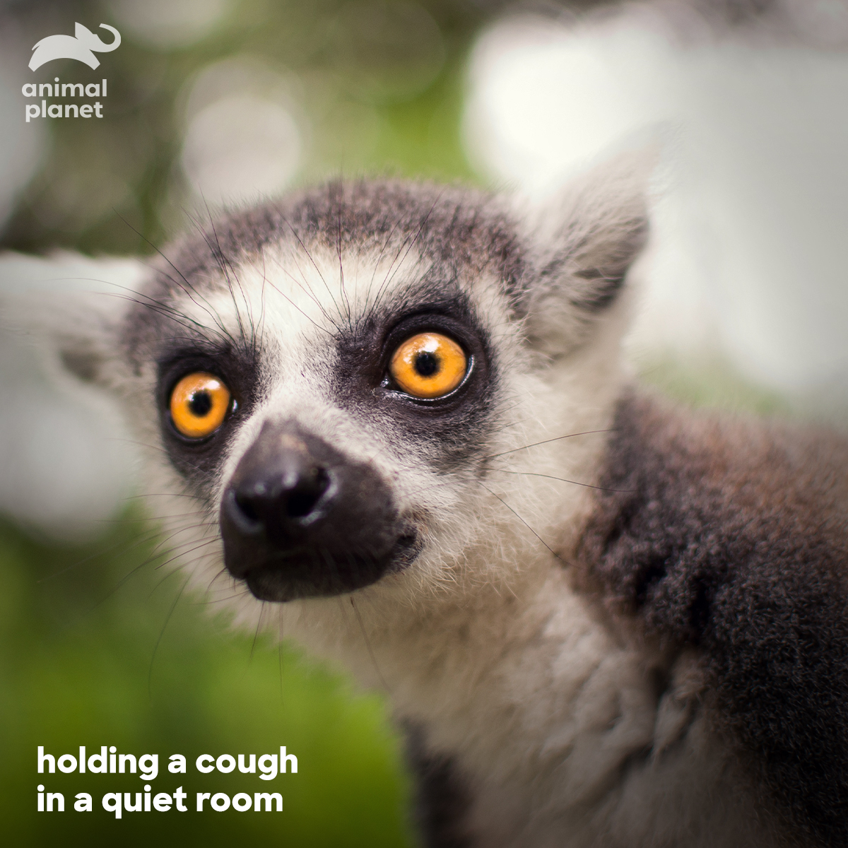 Disapproving Animals