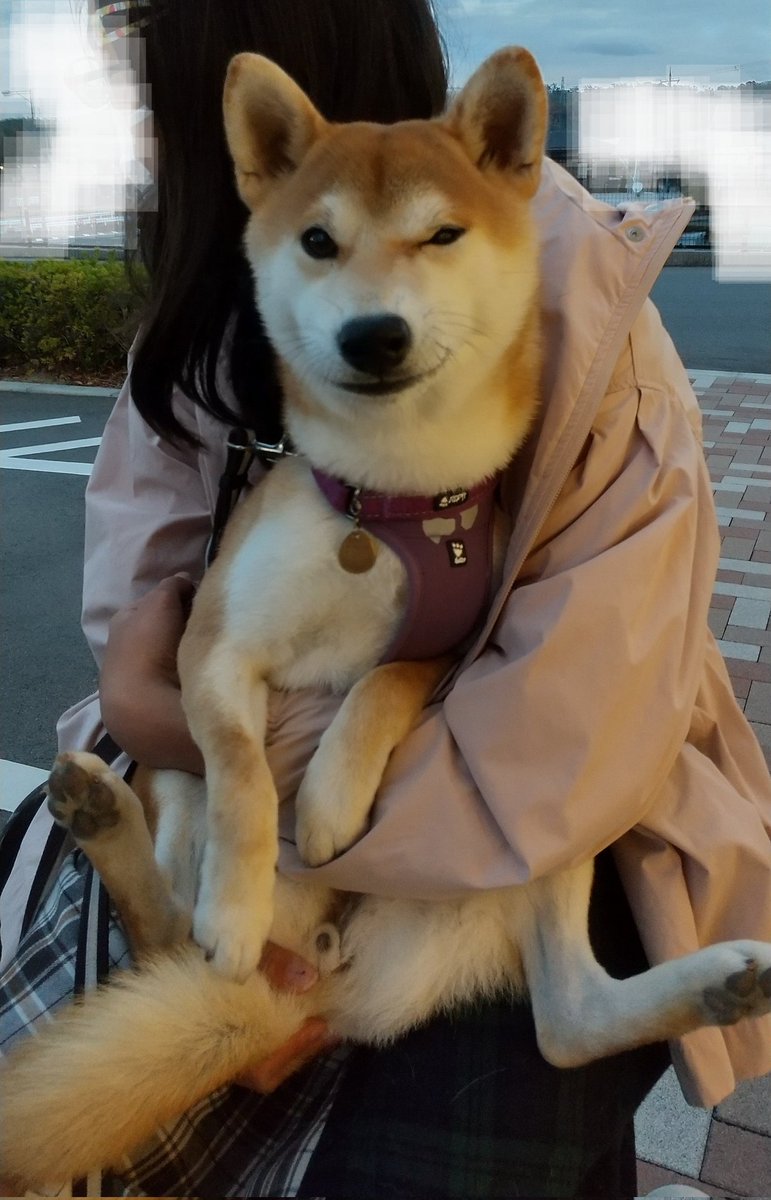 桂月 (@kotsukotsu_moon) | Twitter