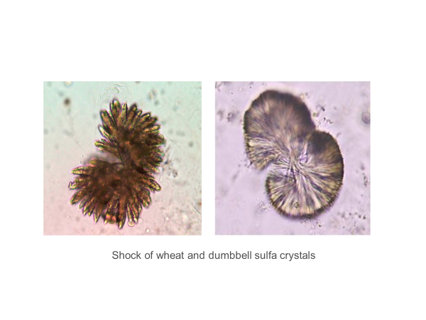 Sulfonamide Crystals