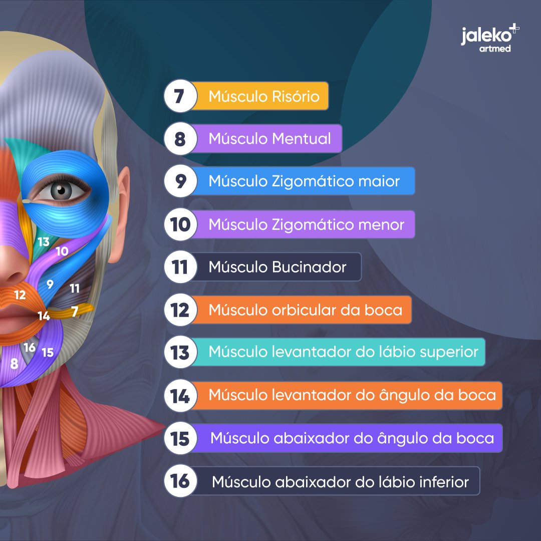 Arriba 102 Imagen Musculos Mapa Mental Abzlocal Mx