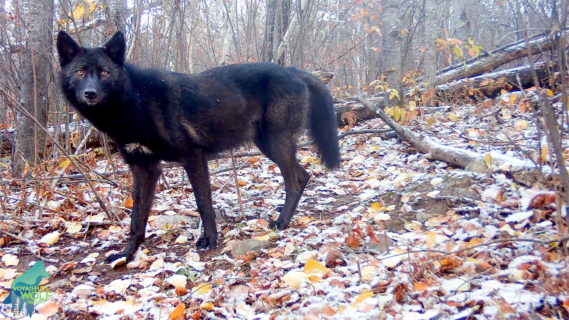 Black Wolf Mix