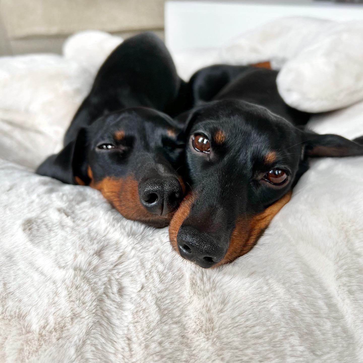 Why Are Dogs So Soft