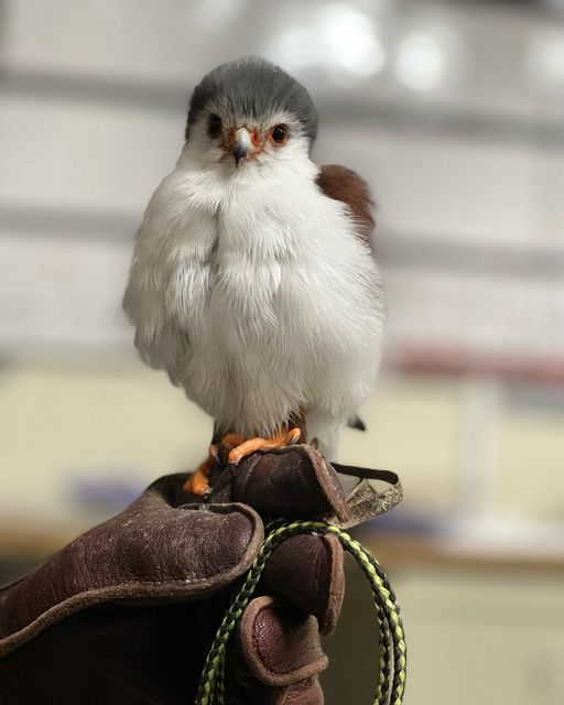 African Pygmy Falcon Baby