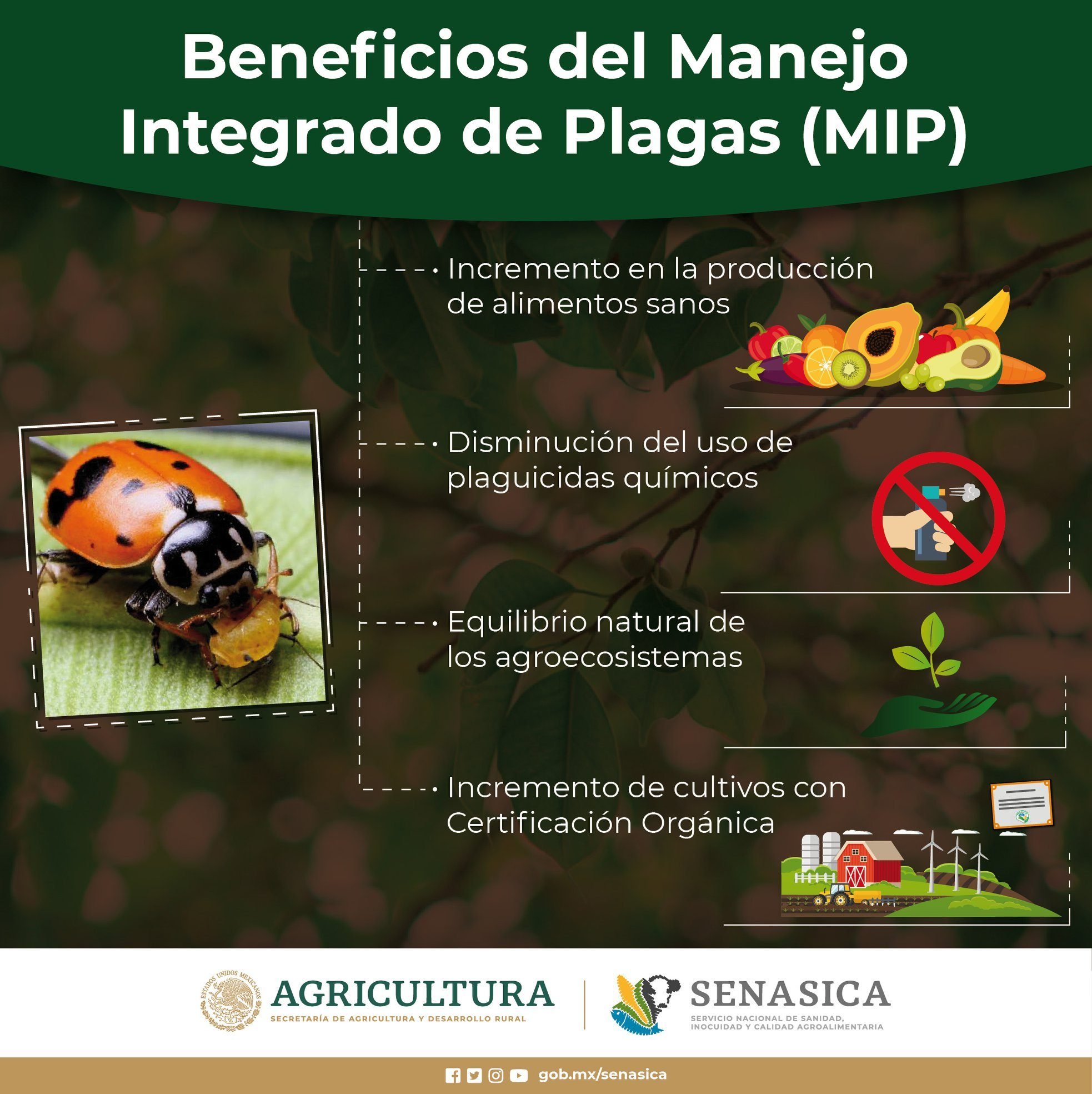 Manejo De Plagas En La Agricultura Sostenible El Control De Plagas Y