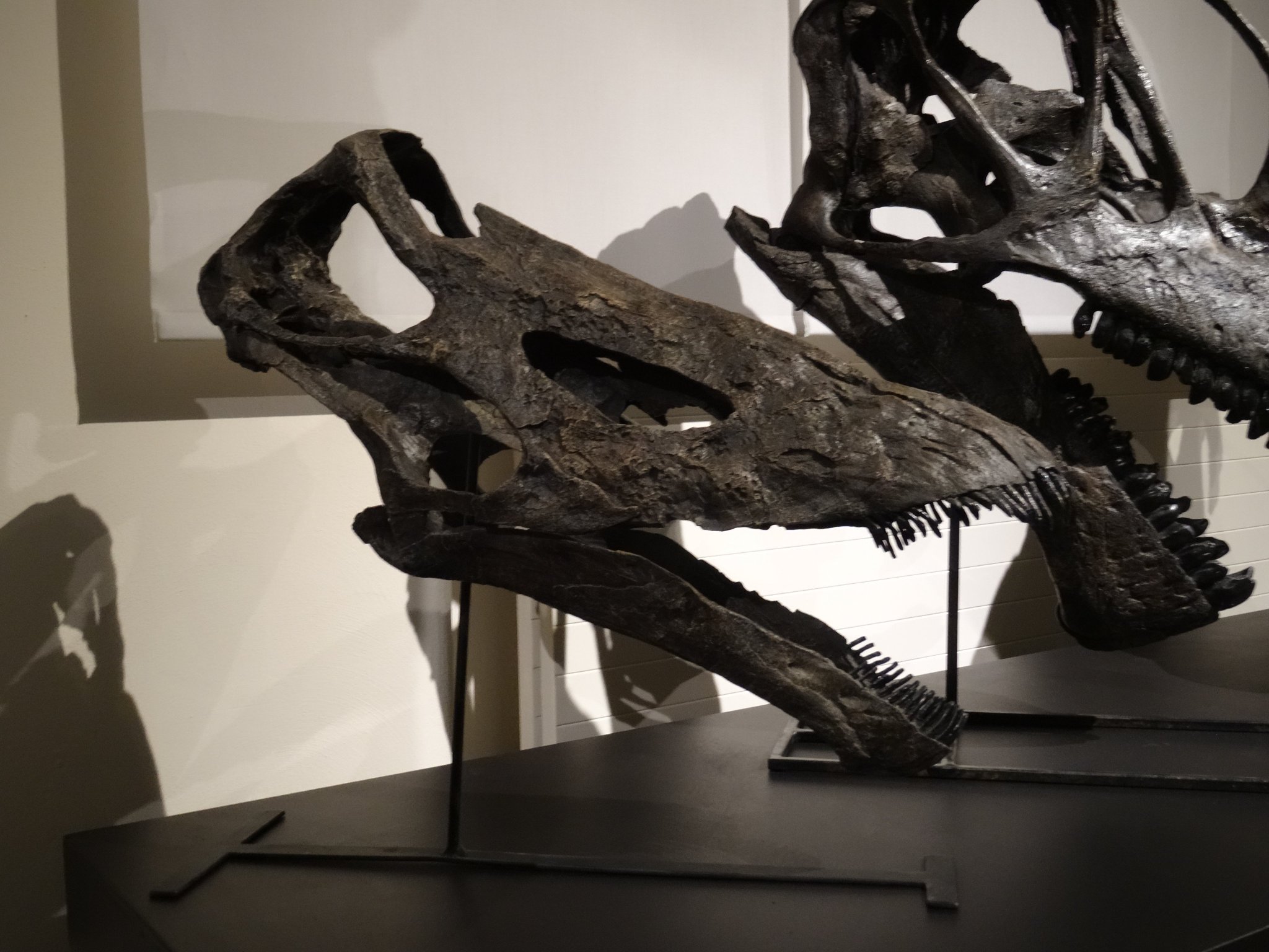 Supersaurus Skeleton