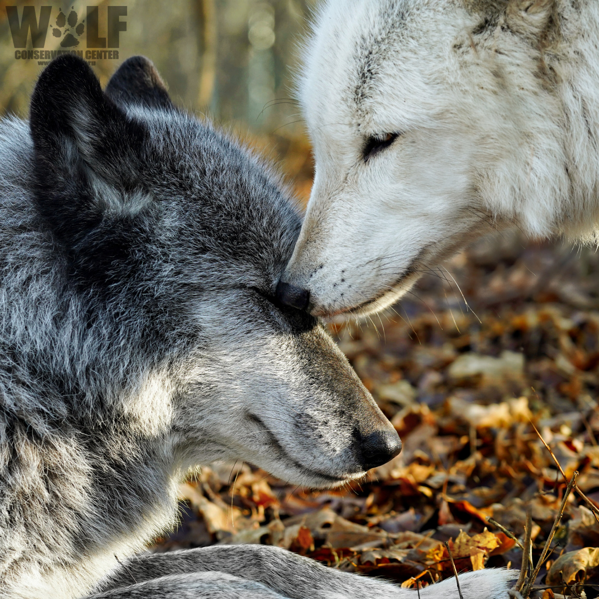Cute Wolves In Love