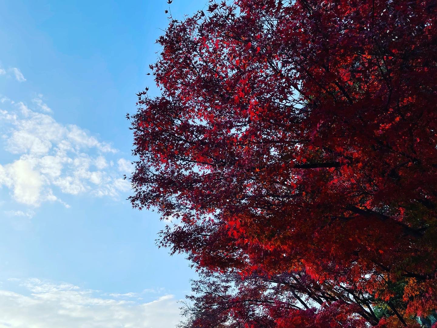 NIRU on Twitter: "京都 https://t.co/dePKXyhHRD" / Twitter