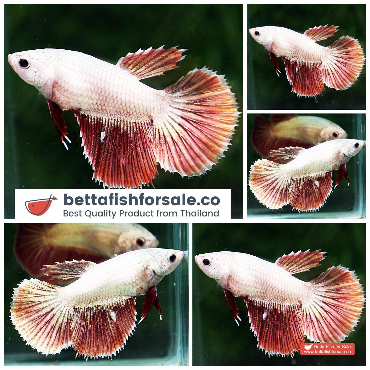 Red Betta Fish Female