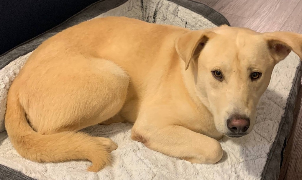 Husky Yellow Lab Mix