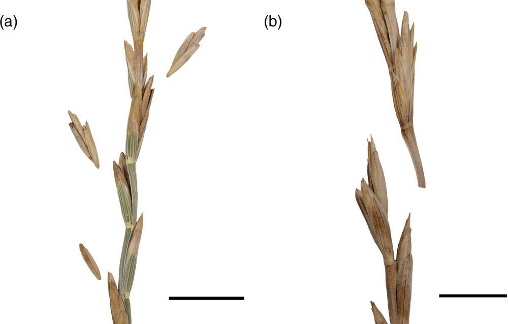 Intermediate Wheatgrass