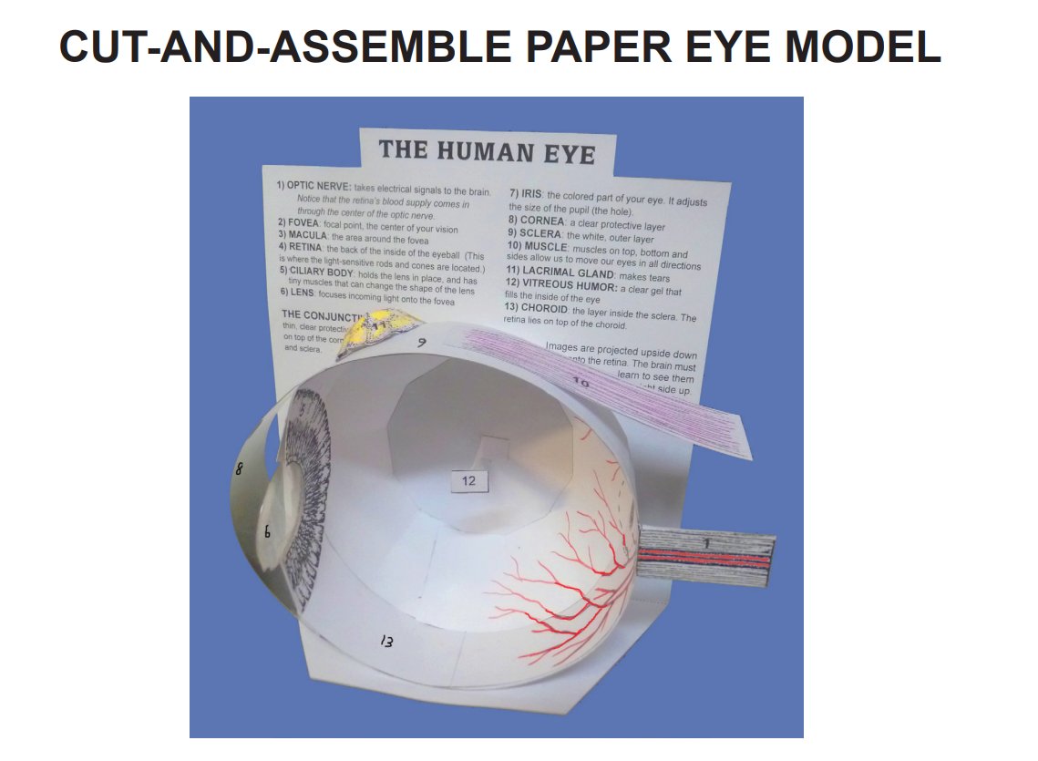 Cutandassemble Paper Model Of The Human Eye