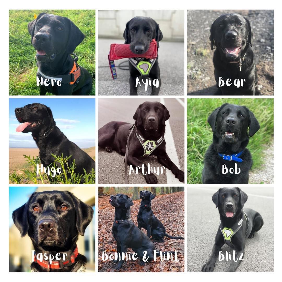 Lab Puppy Growth Stages