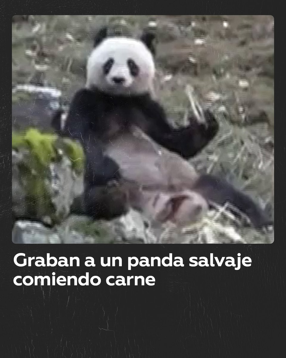 🐼 Un panda gigante salvaje fue grabado royendo los huesos de un animal ...