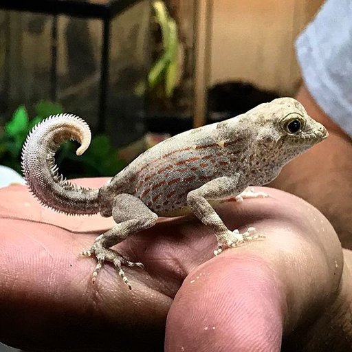 Scorpion Tailed Gecko