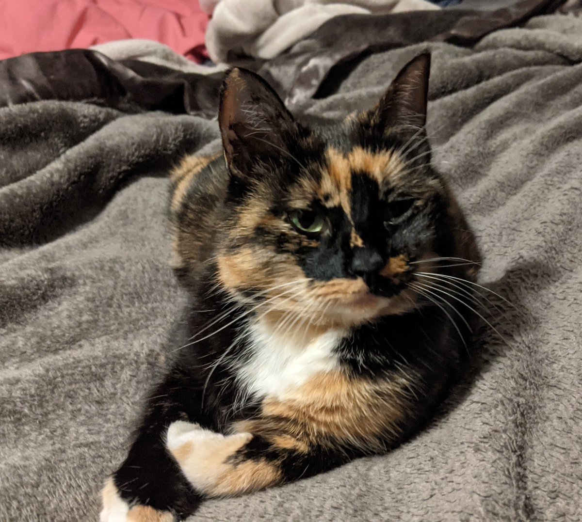 「Tysm for 24k! Here's my cat 」|corpse!のイラスト