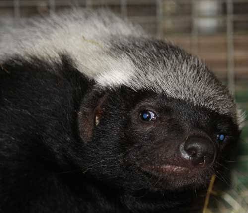 Angry Badger Face