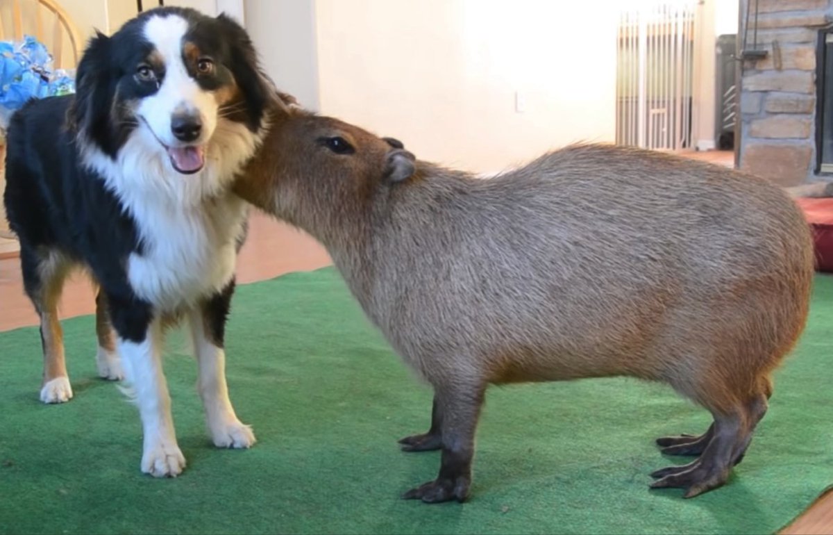 Capybara Size Comparison