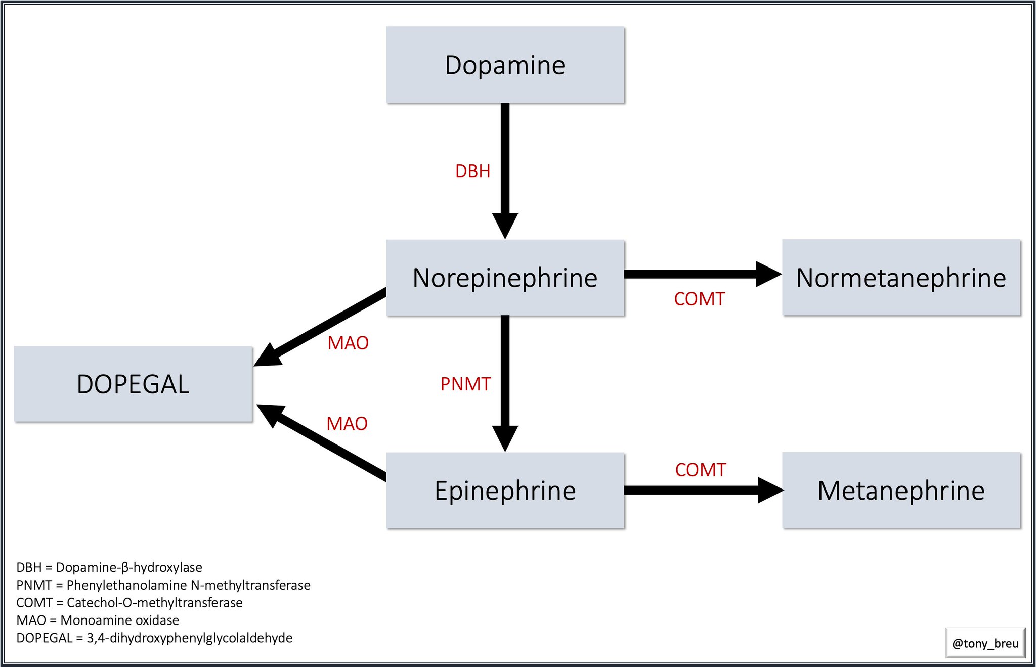 Epinephrine Pathway