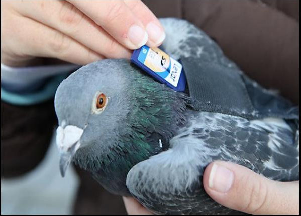 Anas Ahmed Elgarhy (@Anas_Elgarhy) | Twitter