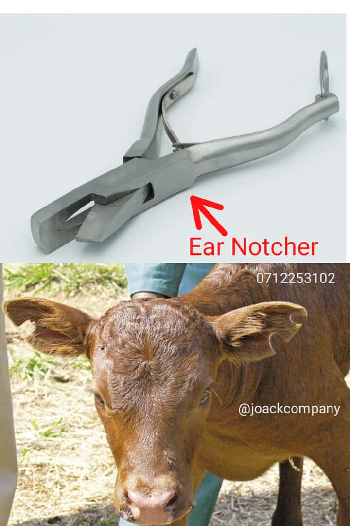 Ear Notching Cattle