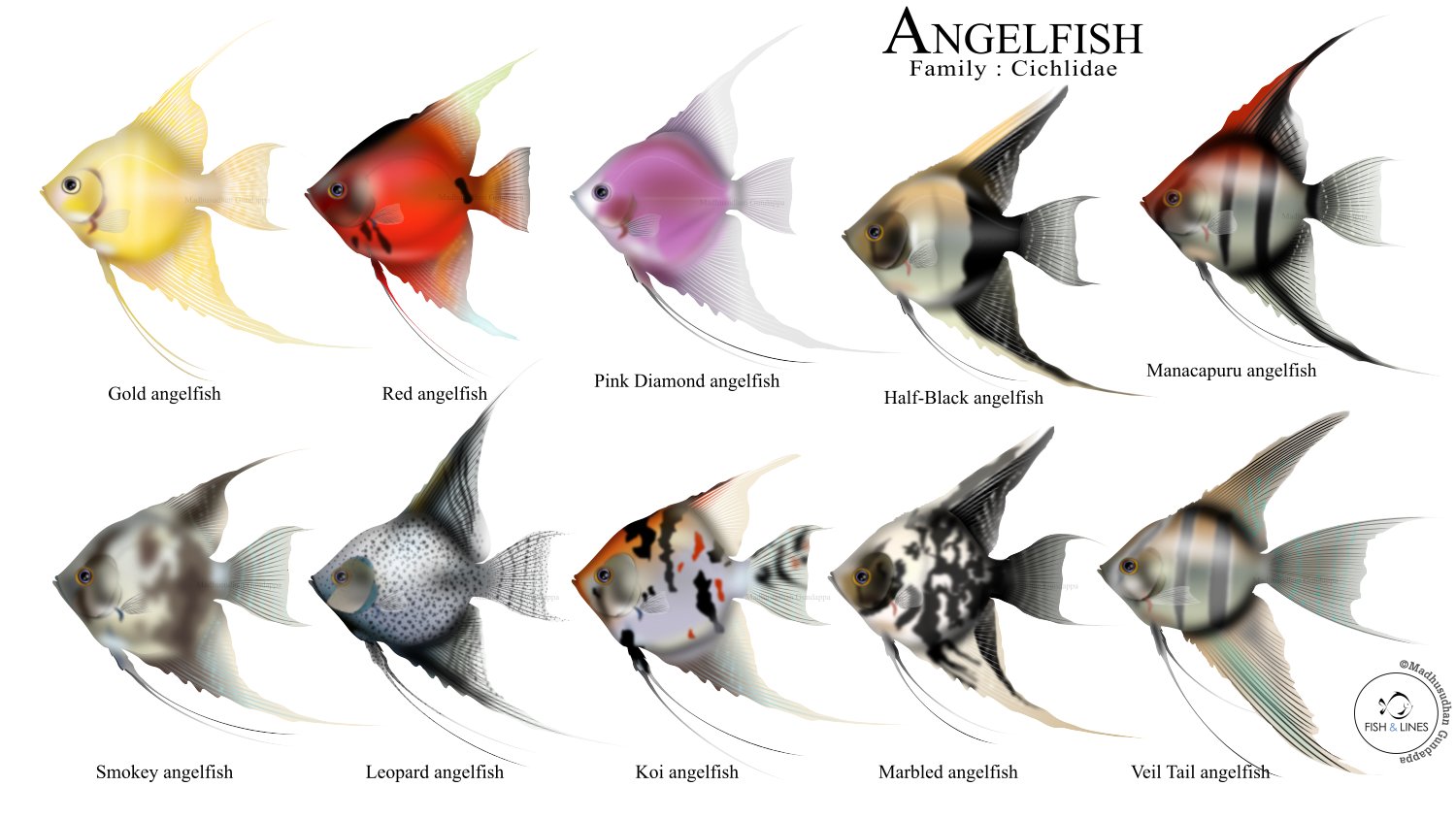 Angel Fish