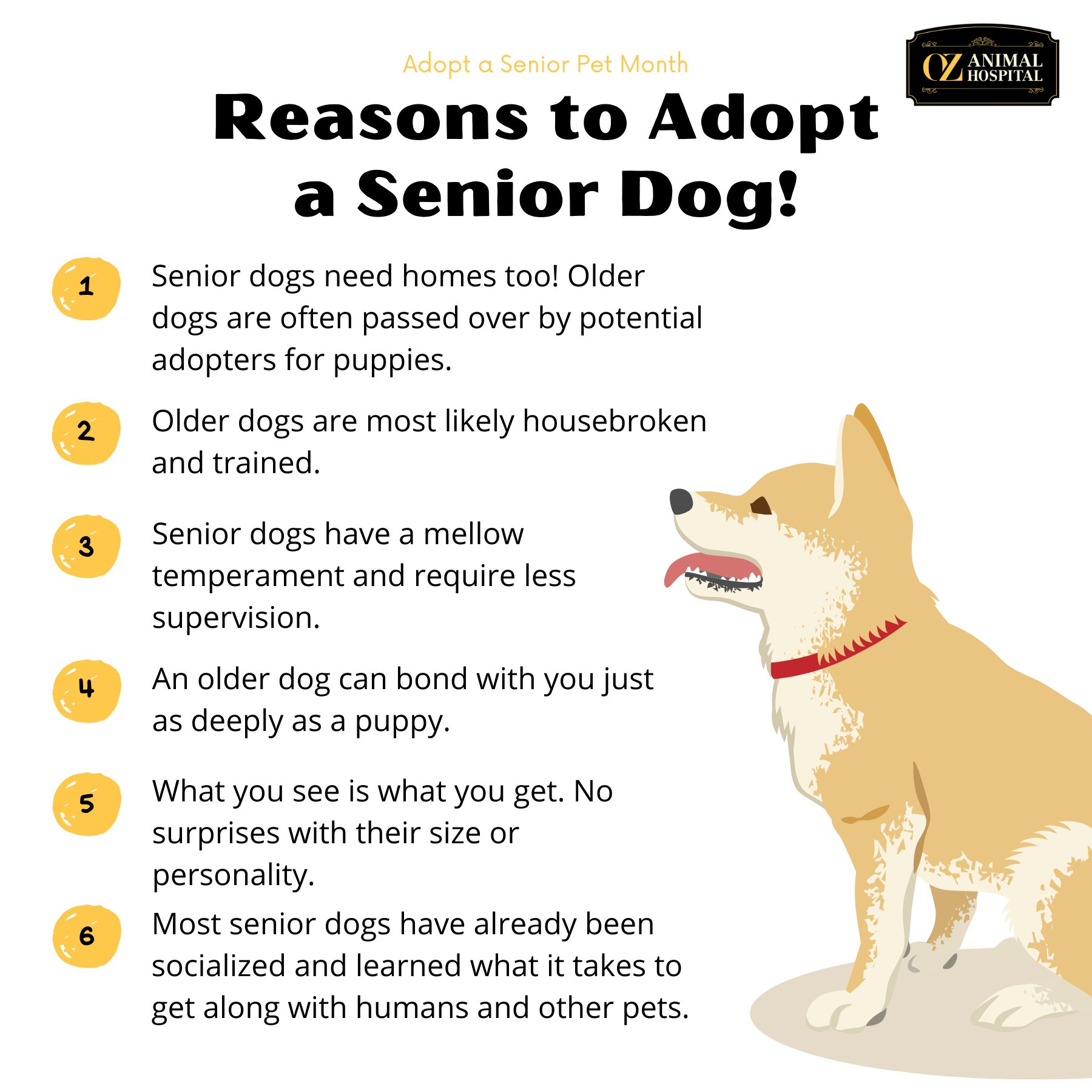 Should You Adopt Older Dogs