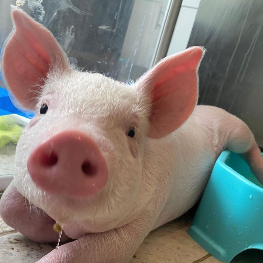 Pigs Learn About Money (@PigsLearn) | Twitter