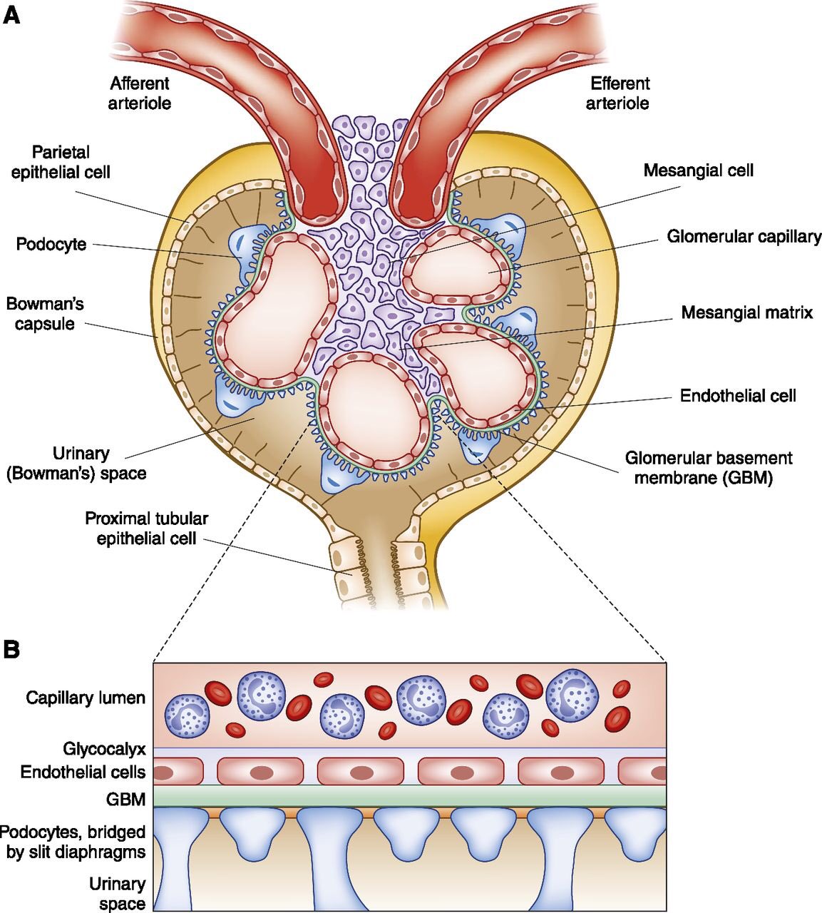 Glomerular Basement Membrane Layers