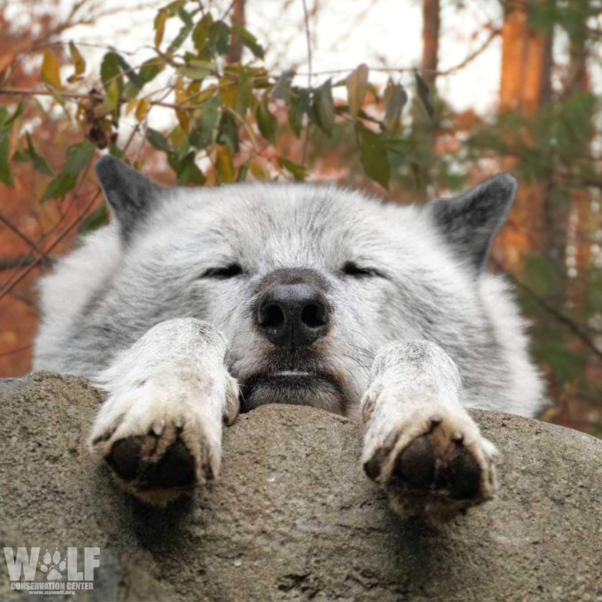 Gray Fox (@severnyi_lis) | Twitter