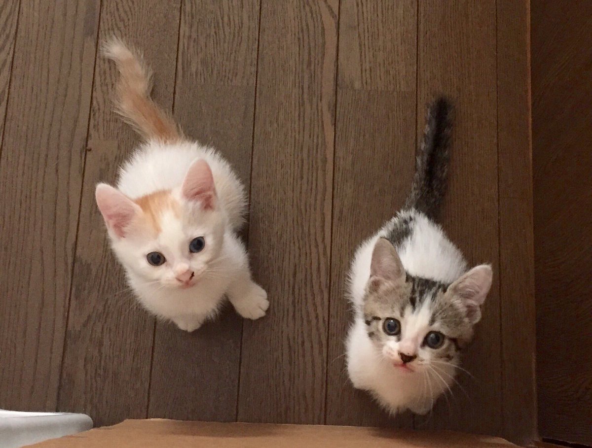 「馴染む│フェリシモ猫部 https://t.co/kEst42g6oB 」ごる猫 Σ(っ=ΦωΦ)っの漫画