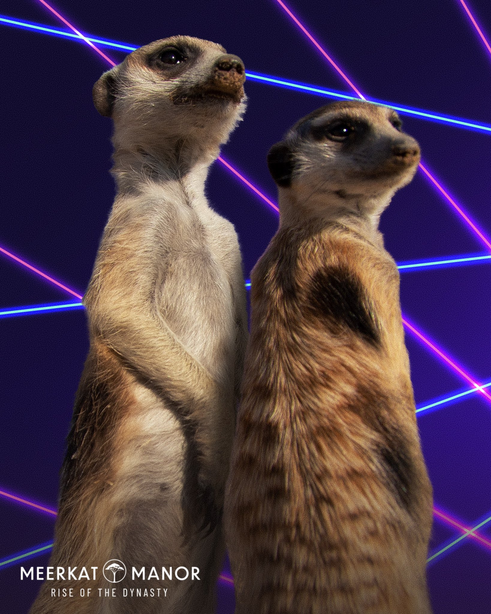 Meerkat Manor Television Sheridan Tongue على X: "Meerkat Manor: