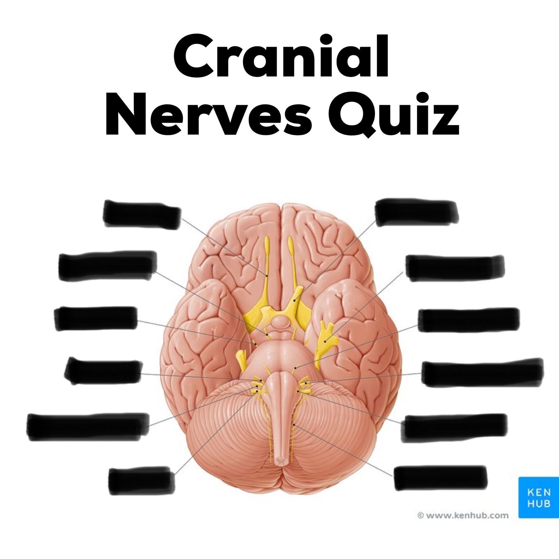 Cranial Nerves Diagram Quiz