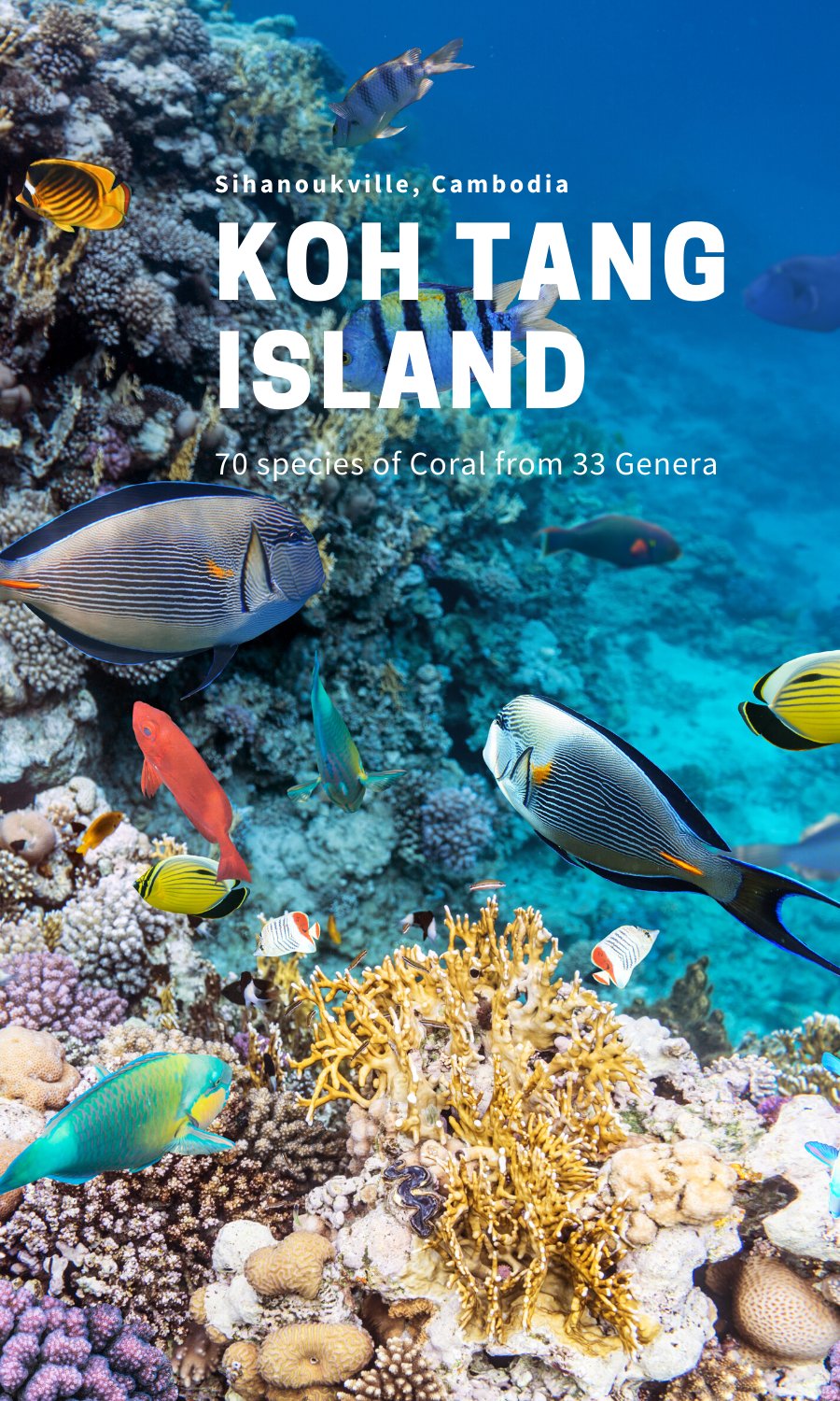 Koh Tang Cambodia Asia Dive Site | Cambodia Dive Sites