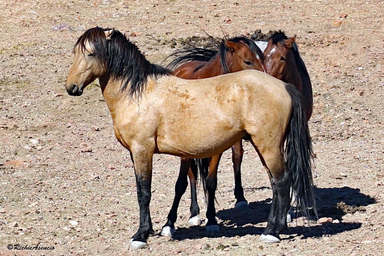 Wild Buckskin Stallion