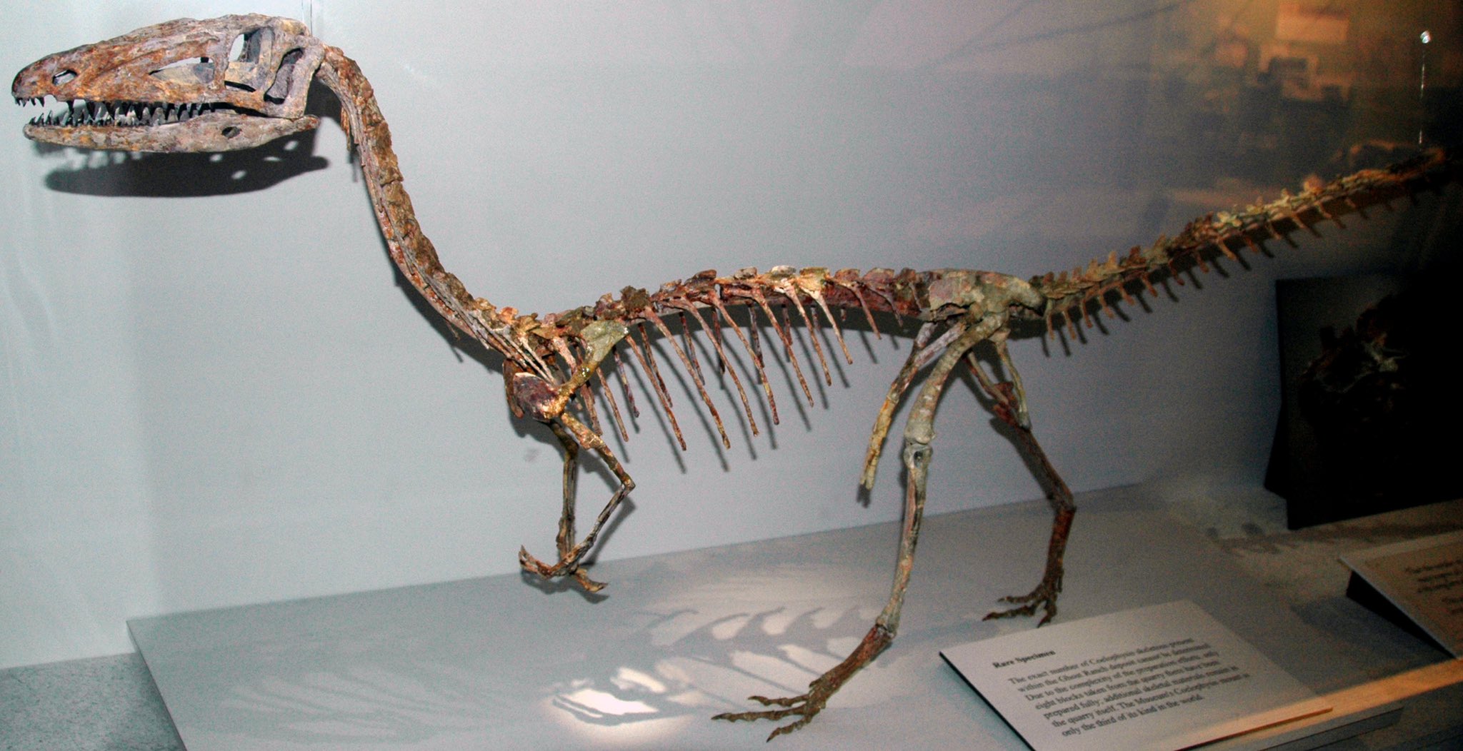 Gojirasaurus Skeleton